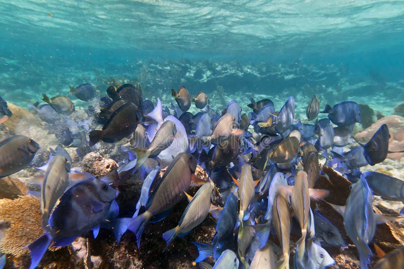 Pescados Azules En El Mar Del Caribe Foto de archivo - Imagen de ...