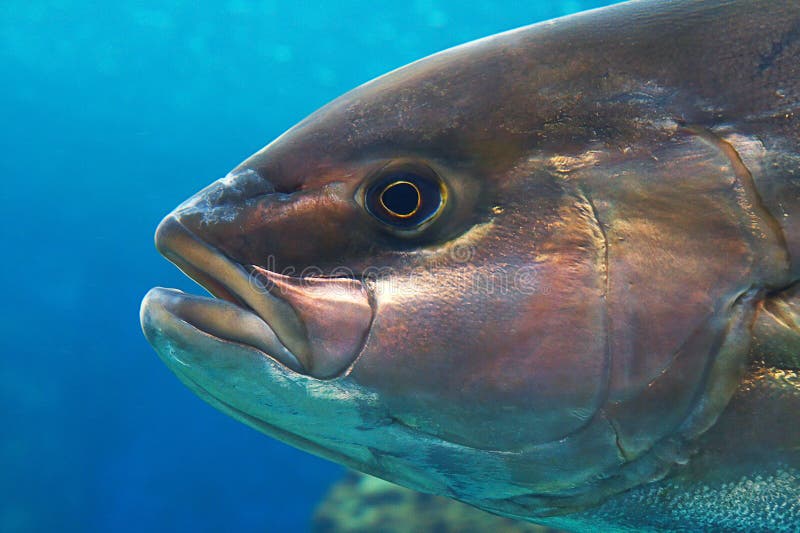 Pescados del medregal imagen de archivo. Imagen de agua - 8258597