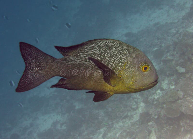 Pescados del mero imagen de archivo. Imagen de escalas - 2544985