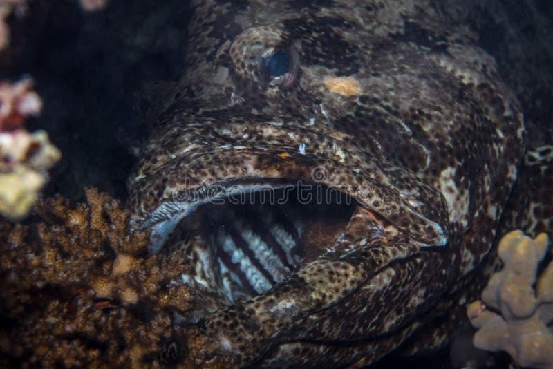 Los Pescados Del Mero Abren La Boca Foto de archivo - Imagen de rojo ...