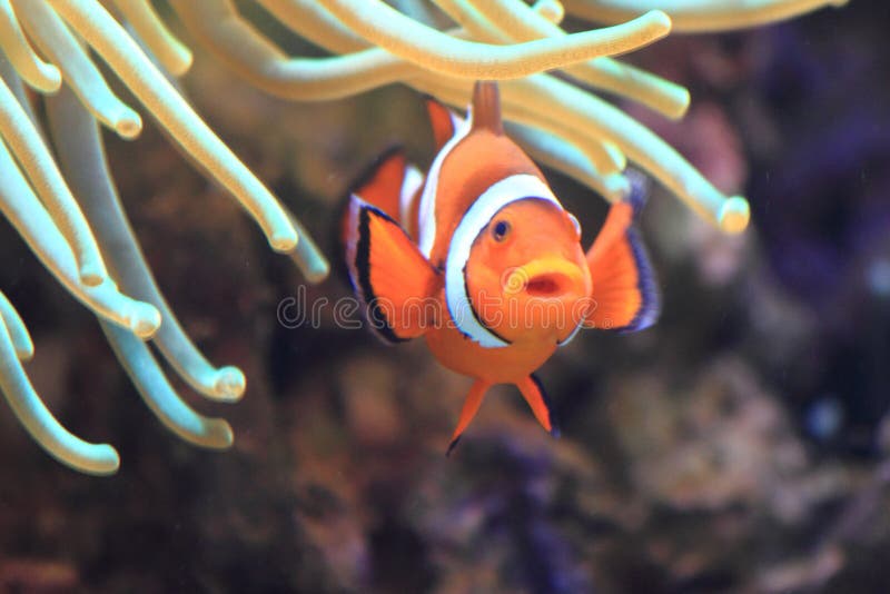 Pescados Del Nemo Del Payaso Foto de archivo - Imagen de coral, blanco ...