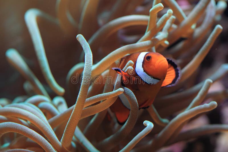 Pescados De Nemo (pescados Del Payaso) Imagen de archivo - Imagen de ...