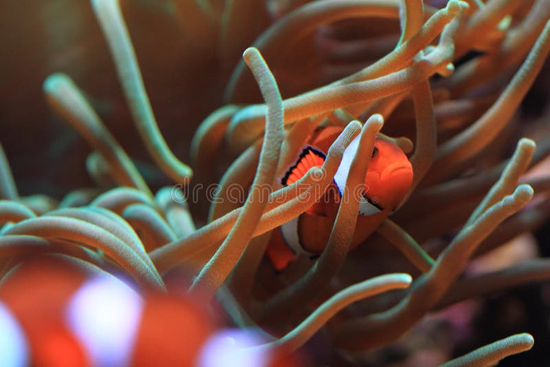Pescados De Nemo (pescados Del Payaso) Imagen de archivo - Imagen de ...