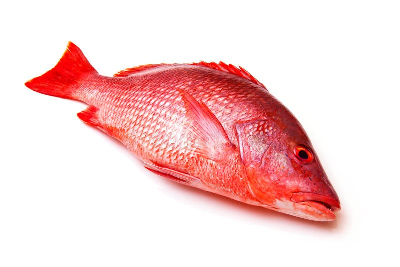Pescados del pargo rojo imagen de archivo. Imagen de salino - 58216399