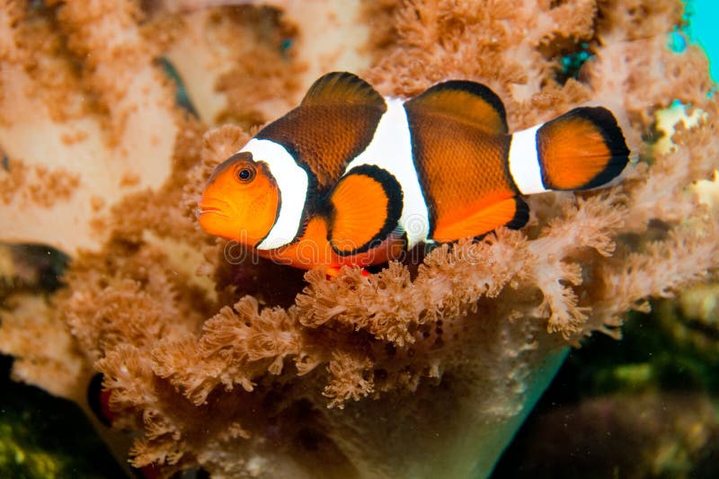 Pescados Del Payaso De Nemo Imagen de archivo - Imagen de tanque ...