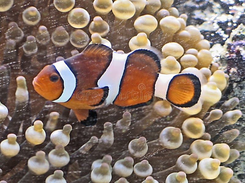 Pescados Del Payaso De Nemo Imagen de archivo - Imagen de vida ...