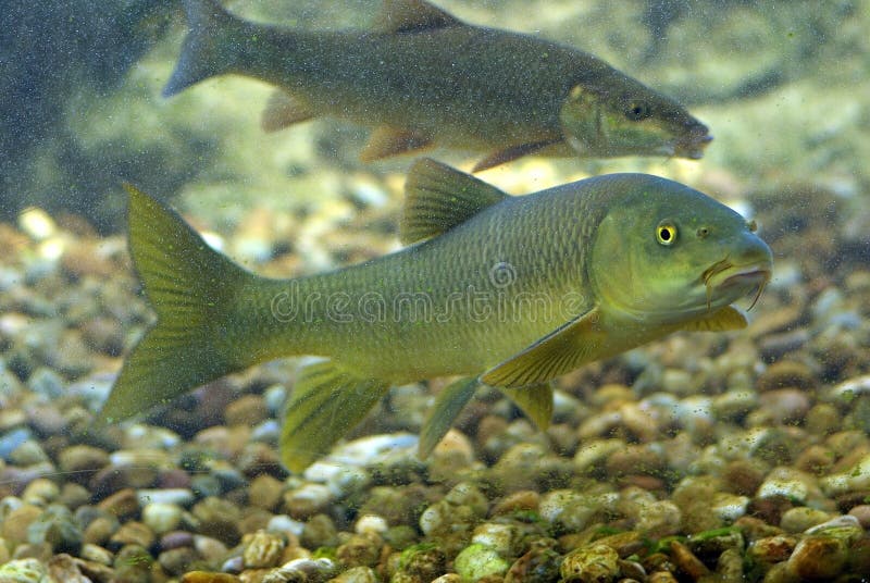 Pescados del río foto de archivo. Imagen de pescados, enorme - 2766162