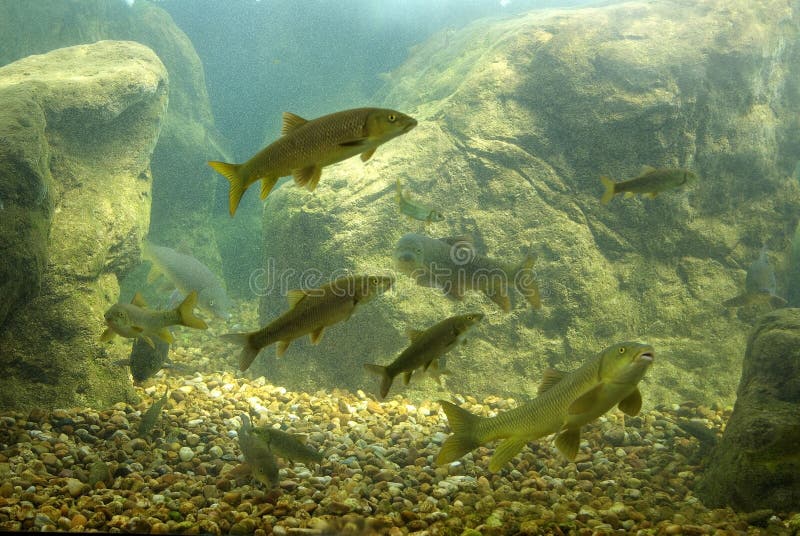 Spawn/generar pescados imagen de archivo. Imagen de salmones - 13742531