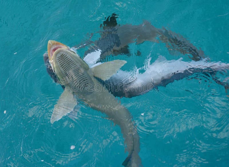 Pescados del Remora imagen de archivo. Imagen de cubierta - 105236851