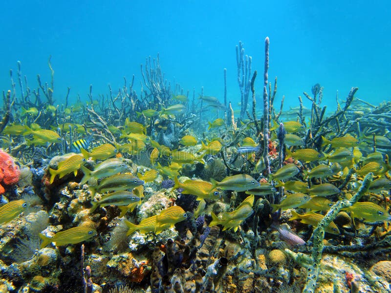 Pescados Del Ronco En El Coral Imagen de archivo - Imagen de costa ...