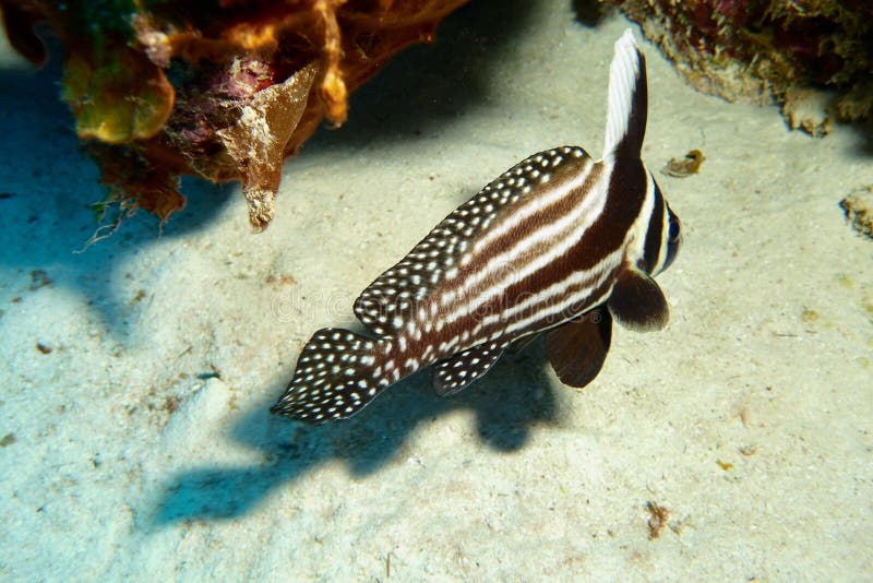 Pescados del tambor foto de archivo. Imagen de tomado - 99397028