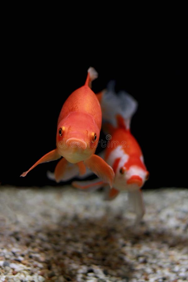 Pescados En El Acuario-Vidrio Bloodfish Foto de archivo - Imagen de ...