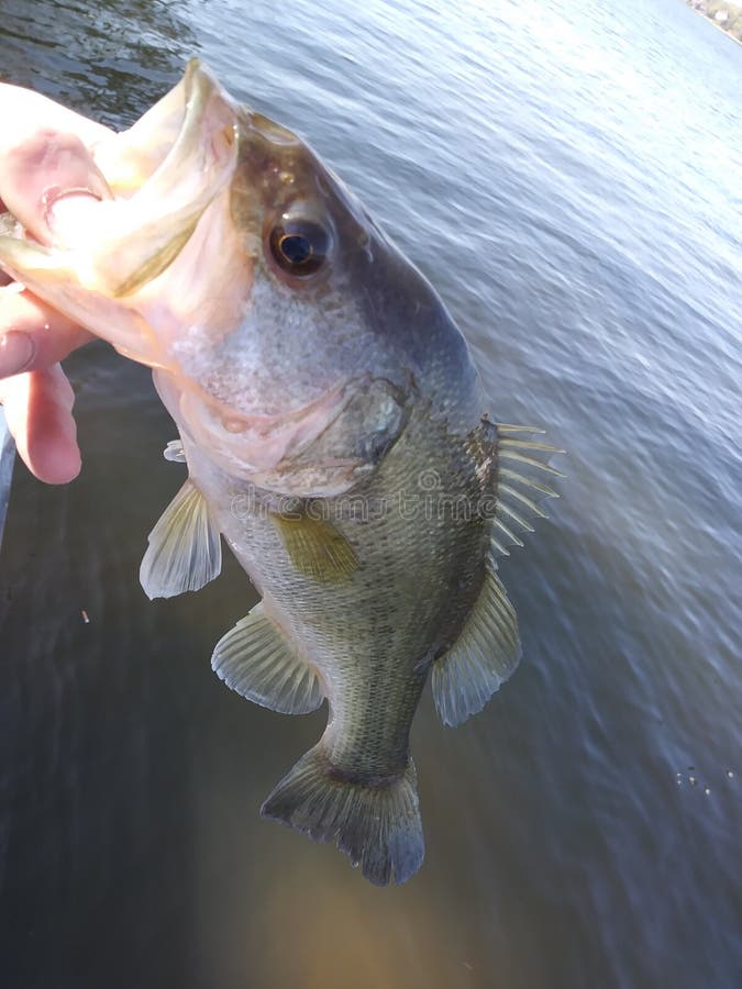Pescados en el lago foto de archivo. Imagen de bocazas - 114501336