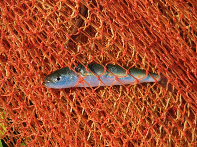 Pez en la red foto de archivo. Imagen de sustento, enredado - 4523022