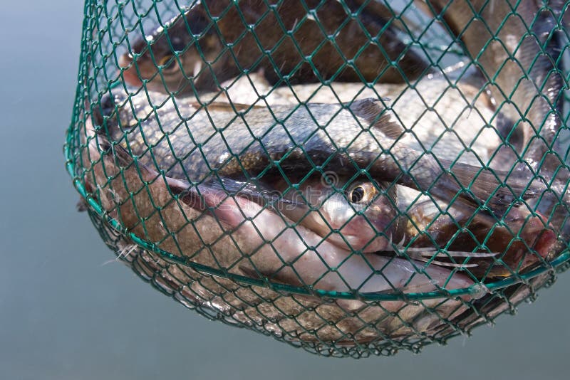 Peces en la red imagen de archivo. Imagen de cerquero - 5408777