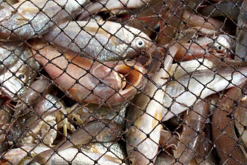 Pescados en una red foto de archivo. Imagen de retén - 16042934