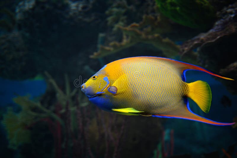 Pescados Exóticos Coloridos Foto de archivo - Imagen de criatura ...