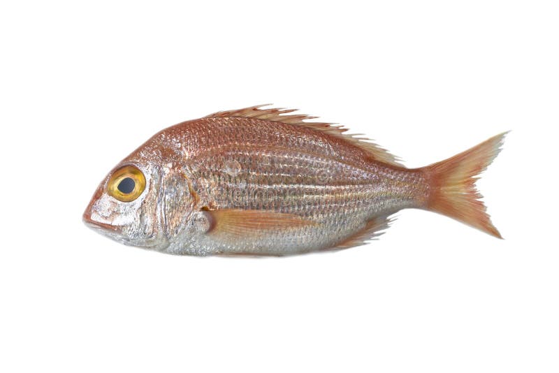 Pescados Frescos, Pargo Rojo Imagen de archivo - Imagen de fondo ...