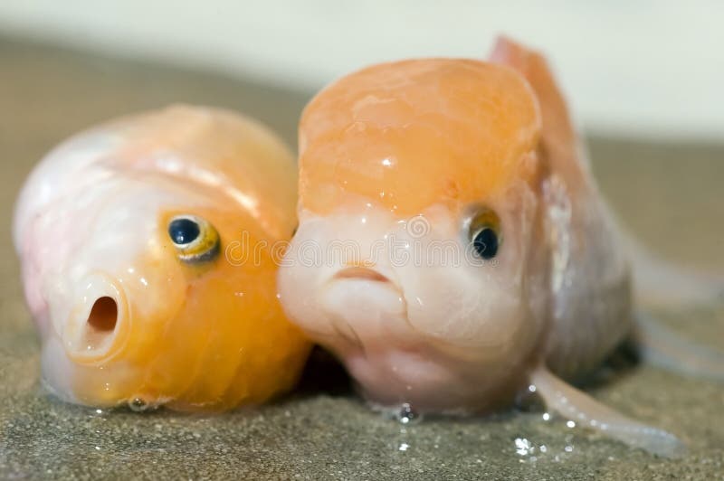 Pescados muertos 01 foto de archivo. Imagen de cara, peso - 3637066