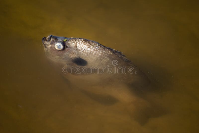 Pescados muertos imagen de archivo. Imagen de muerte - 27477603
