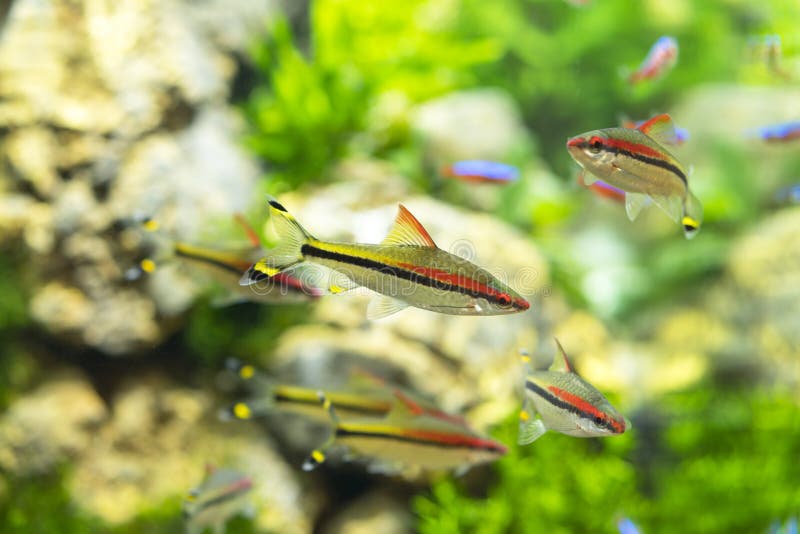 Pescados Multicolores En El Acuario Pez De Colores En Acuario De Agua ...