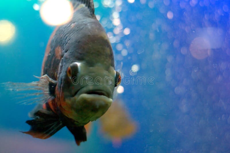 Pez negro imagen de archivo. Imagen de tropical, pescados - 3386393