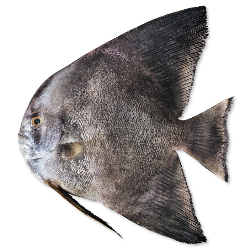 1,577 Pescados Negros En Blanco Fotos de stock - Fotos libres de ...
