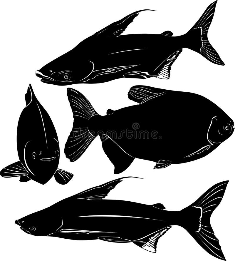 Pescados Pangasius Y Colossoma Ilustración del Vector - Ilustración de ...