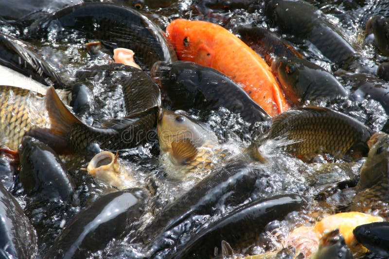 Libra del pez de colores imagen de archivo. Imagen de rocas - 153596569