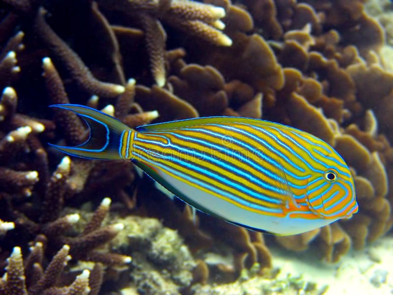 Pez cirujano rayado foto de archivo. Imagen de océano - 6757884