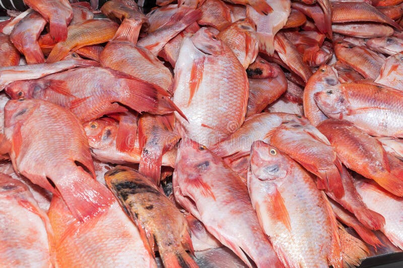 imágenes comunes del Tilapia Roja - los derechos de la transferencia ...