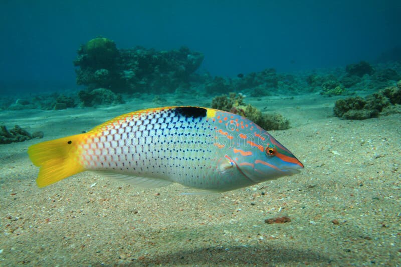 Pescados Tropicales Coloridos Foto de archivo - Imagen de animal, coral ...