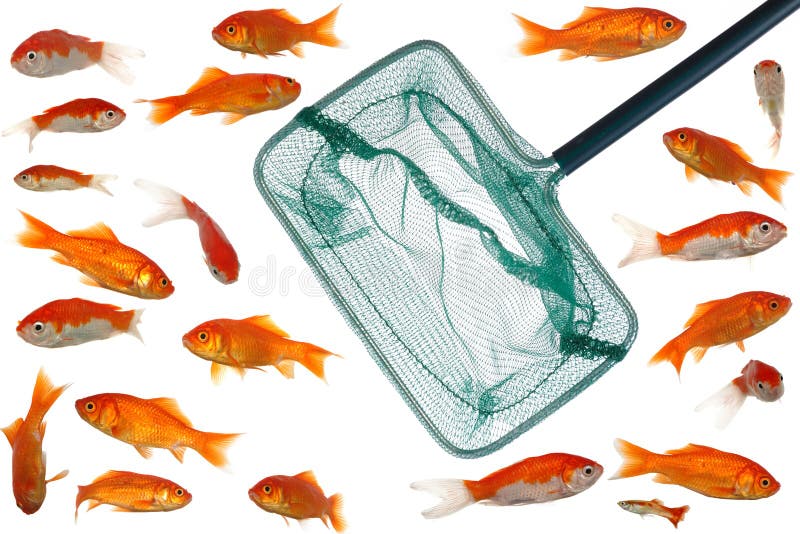Pescados y red del oro foto de archivo. Imagen de color - 1745290