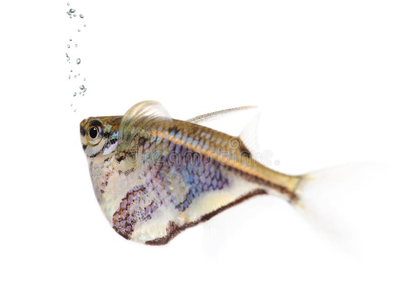 Pesce Accetta Comune - Sternicla Di Gasteropelecus Immagine Stock ...