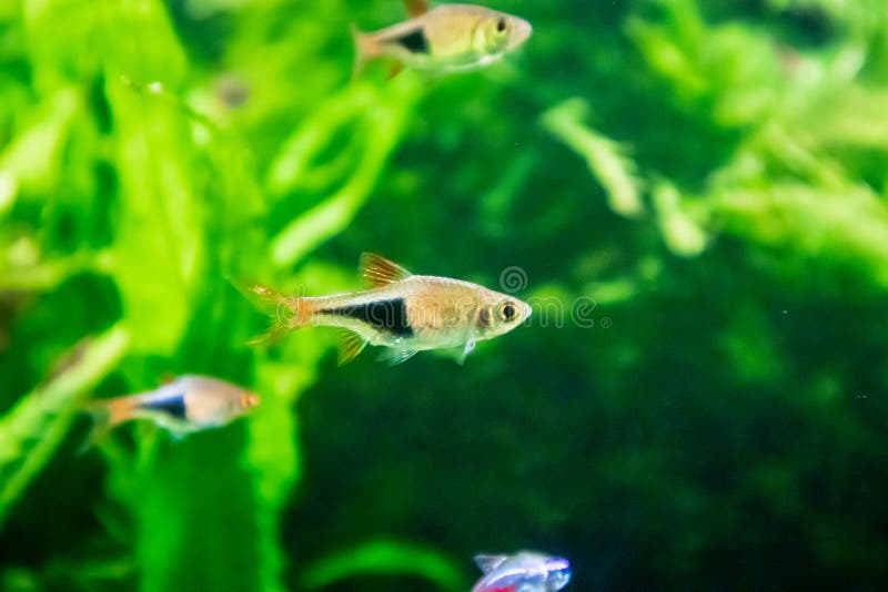 Pesci Al Neon - Pesci Tropicali Fotografia Stock - Immagine di esotico ...