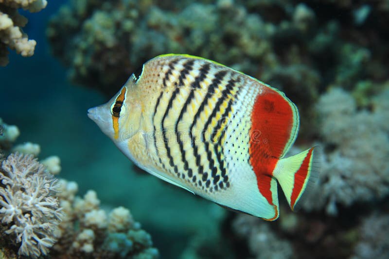 Pesce angelo del Redback immagine stock. Immagine di modello - 77431759