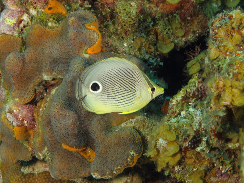 Pesce Angelo Di Foureye Su Coral Reef Tropicale Immagine Stock ...