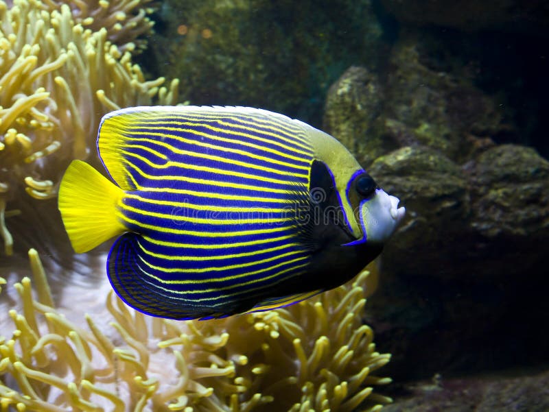Pesce-imperatore (pesce-angelo) Immagine Stock - Immagine di oceano ...