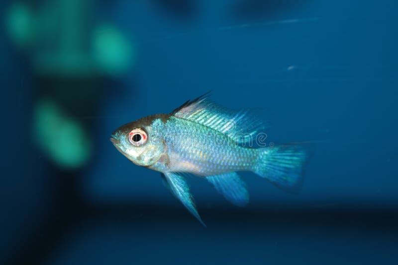 Pesce Blu Elettrico Dell'acquario Del Ram Immagine Stock - Immagine di ...