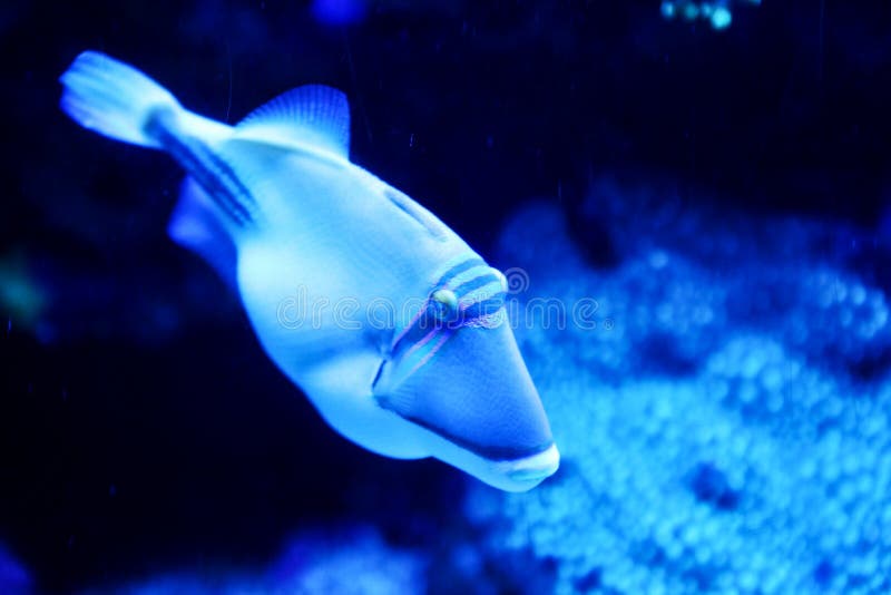 Pesce Blu Luminoso Che Nuota Underwater Immagine Stock - Immagine di ...