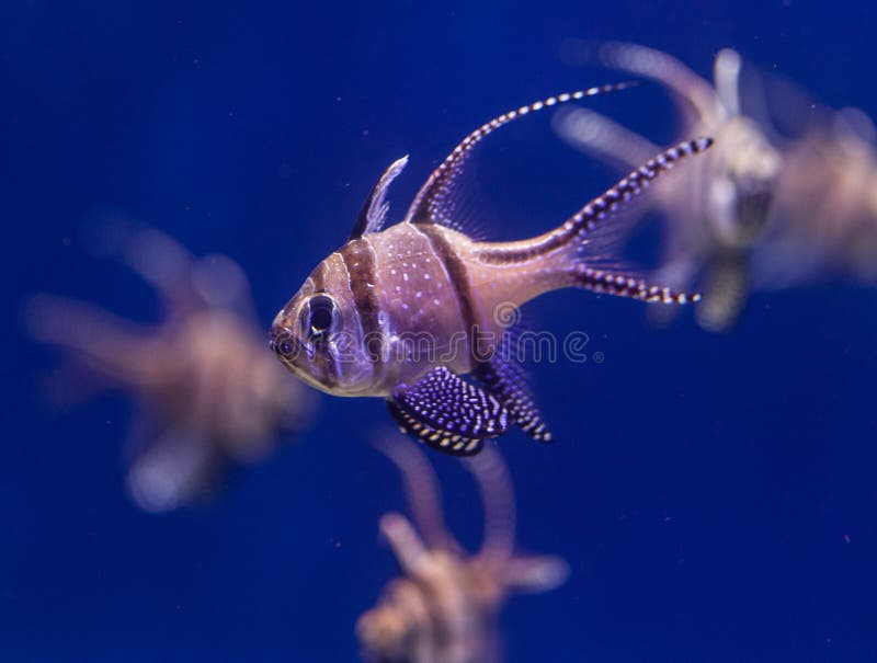 Pesce Cardinale Del Bengala Immagine Stock - Immagine di marino, sfondo ...