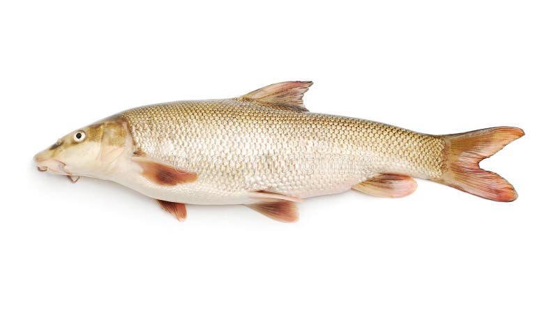 Pesce del cavedano fotografia stock. Immagine di rosso - 73943506