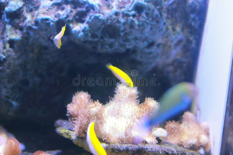 Pesce del labro comune immagine stock. Immagine di minore - 73767971
