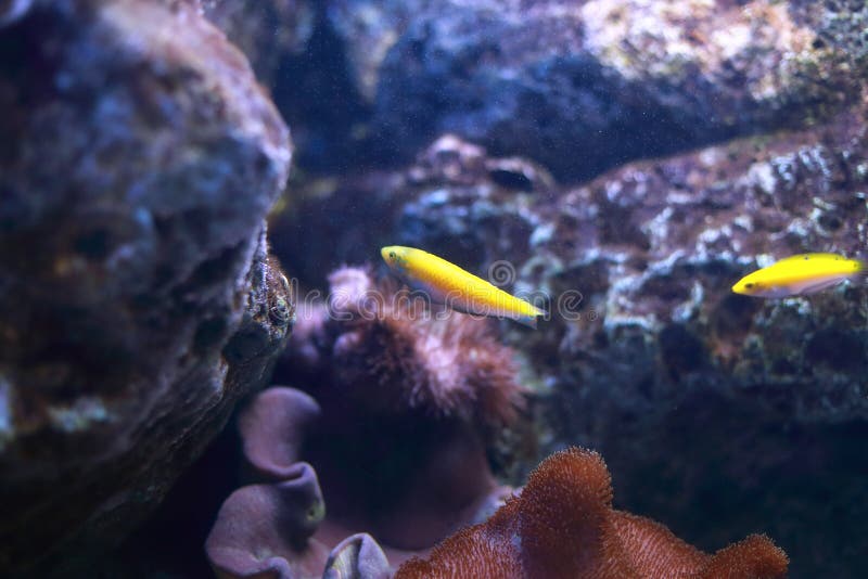 Pesce del labro comune immagine stock. Immagine di giorno - 73768159