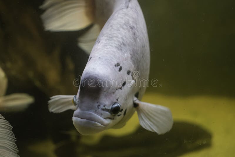 Pesce del labro comune fotografia stock. Immagine di acquario - 91713696