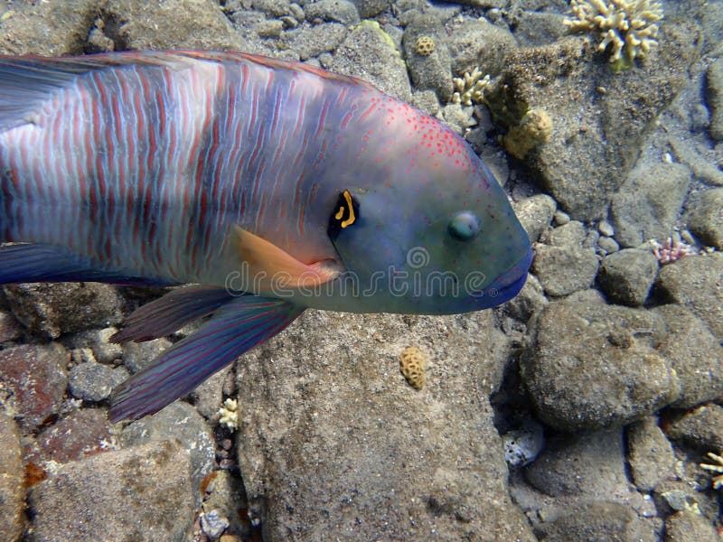 Pesce Del Labro Comune Di Broomtail Fotografia Stock - Immagine di ...