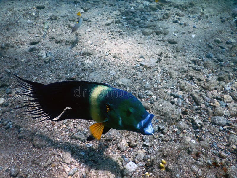 Pesce Del Labro Comune Di Broomtail Fotografia Stock - Immagine di ...