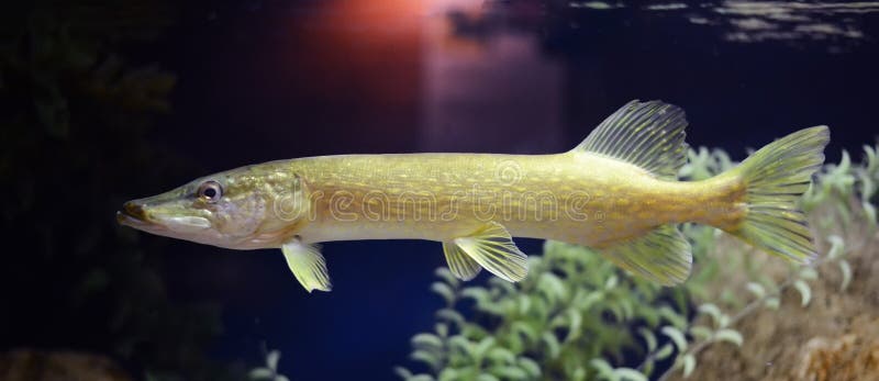 Luccio fotografia stock. Immagine di nave, nuoto, animale - 35549458
