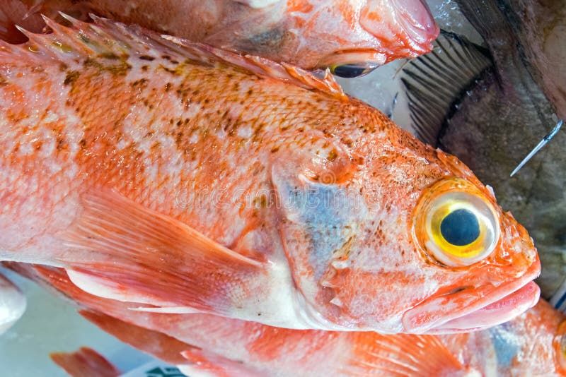 Pagro rosso in vendita immagine stock. Immagine di nutrizione - 46122347