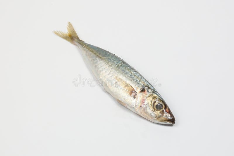 Pesce Dell'aringa Della Sardina Della Sardina Fotografia Stock ...